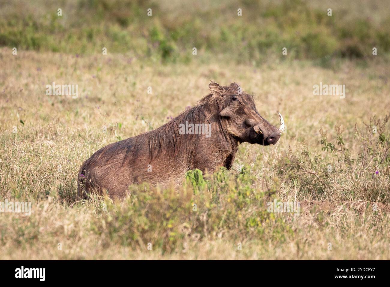 Pigs in a puddle hi-res stock photography and images - Alamy