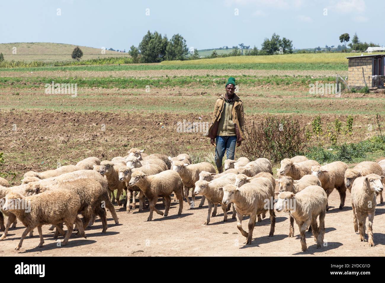 Local farmer walking his sheep along a common path, Kenya, Africa Stock ...