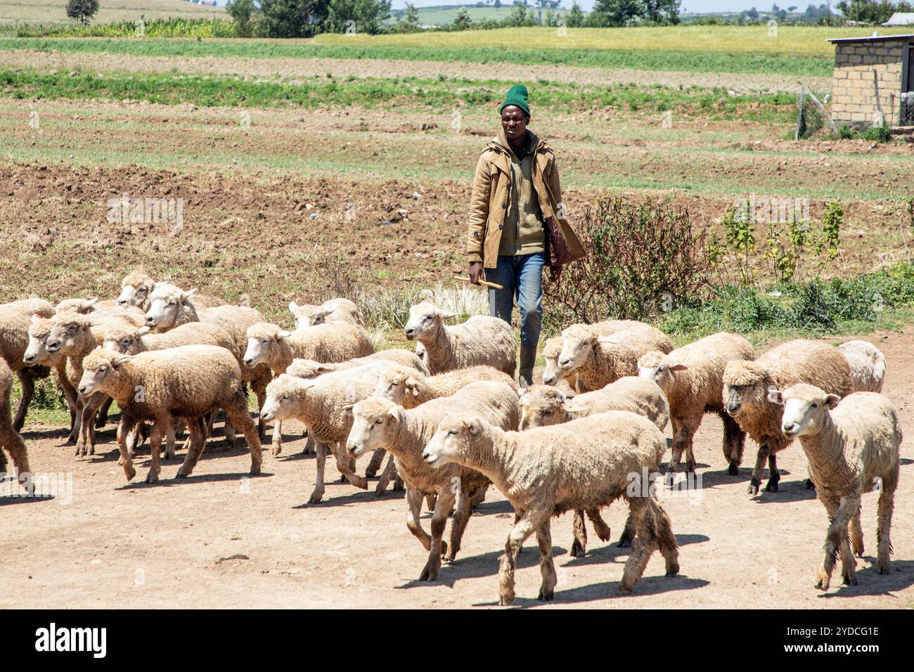 Local farmer walking his sheep along a common path, Kenya, Africa Stock ...