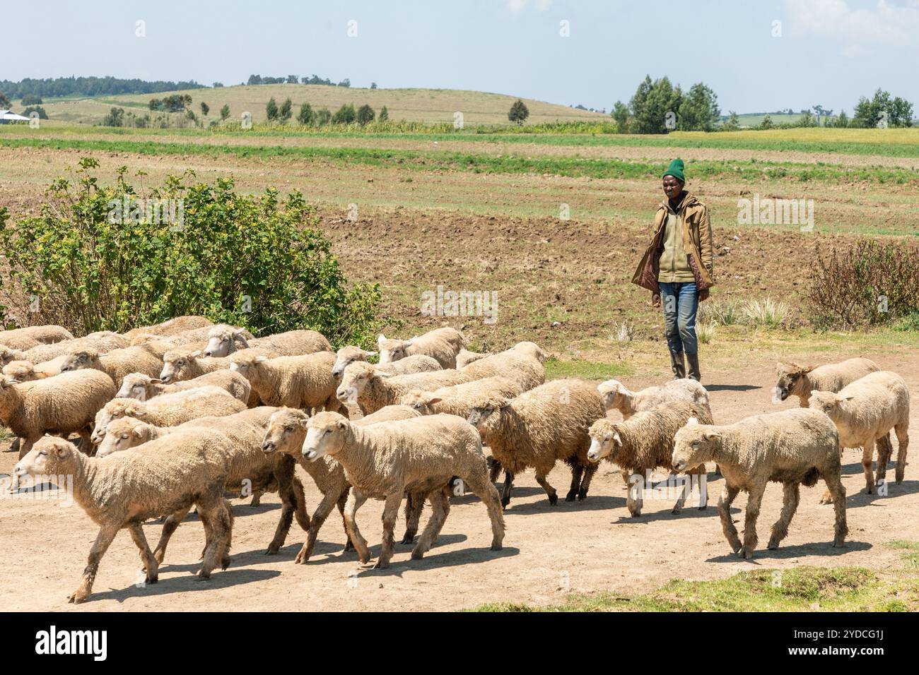Local farmer walking his sheep along a common path, Kenya, Africa Stock ...