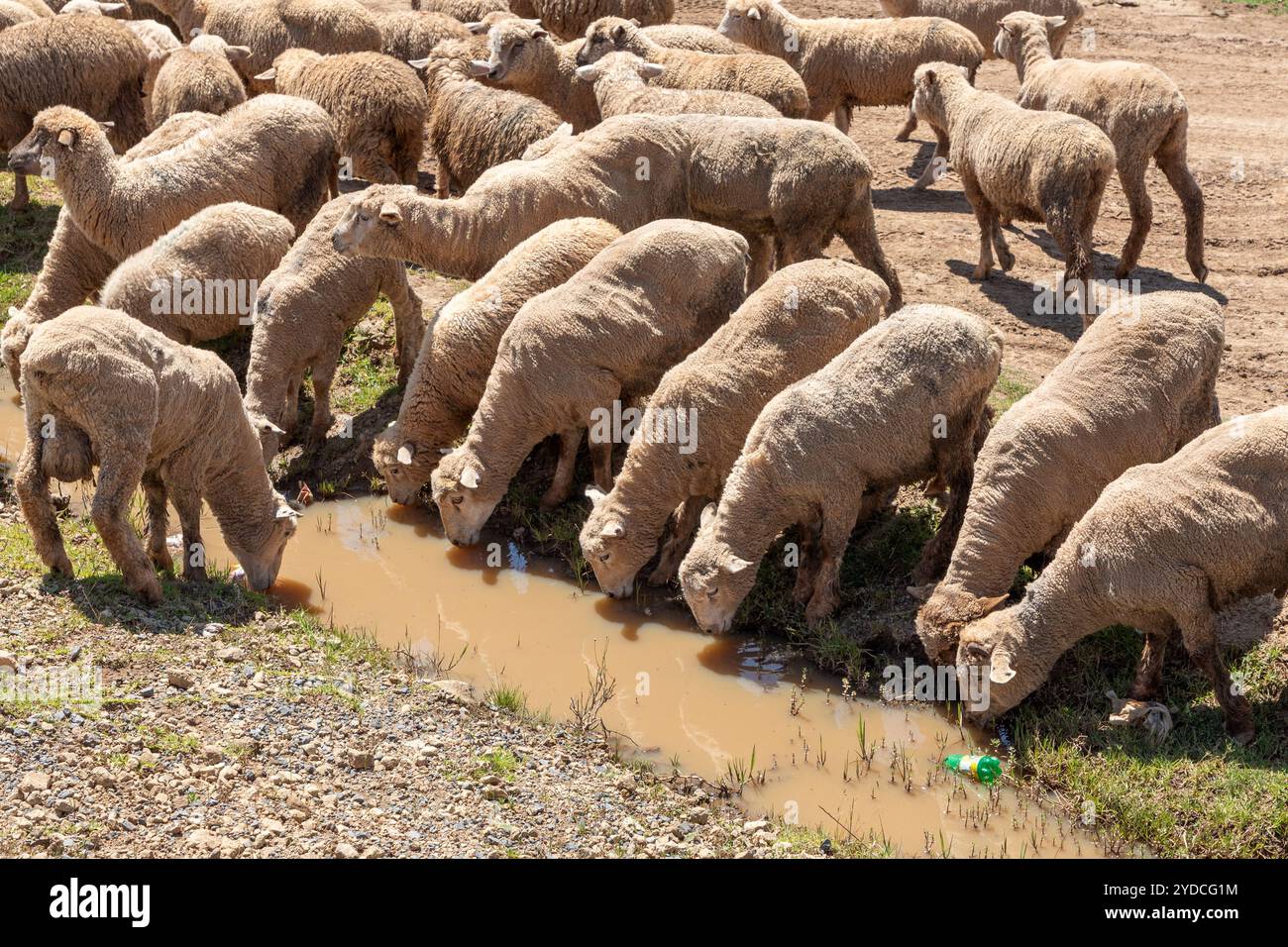 African sheep farm hi-res stock photography and images - Alamy