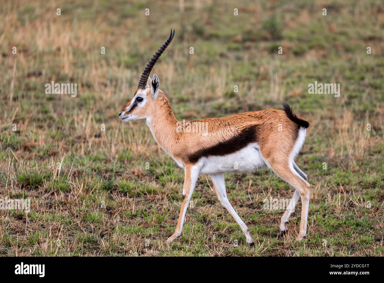 Thomson's gazelle (Eudorcas thomsonii) is one of the best known species ...
