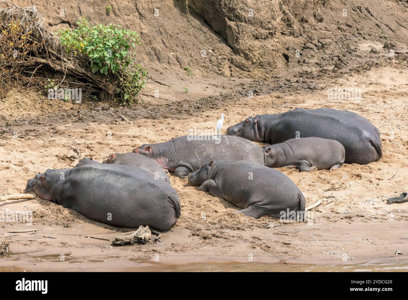 Hippopotamus amphibius mud hi-res stock photography and images - Alamy