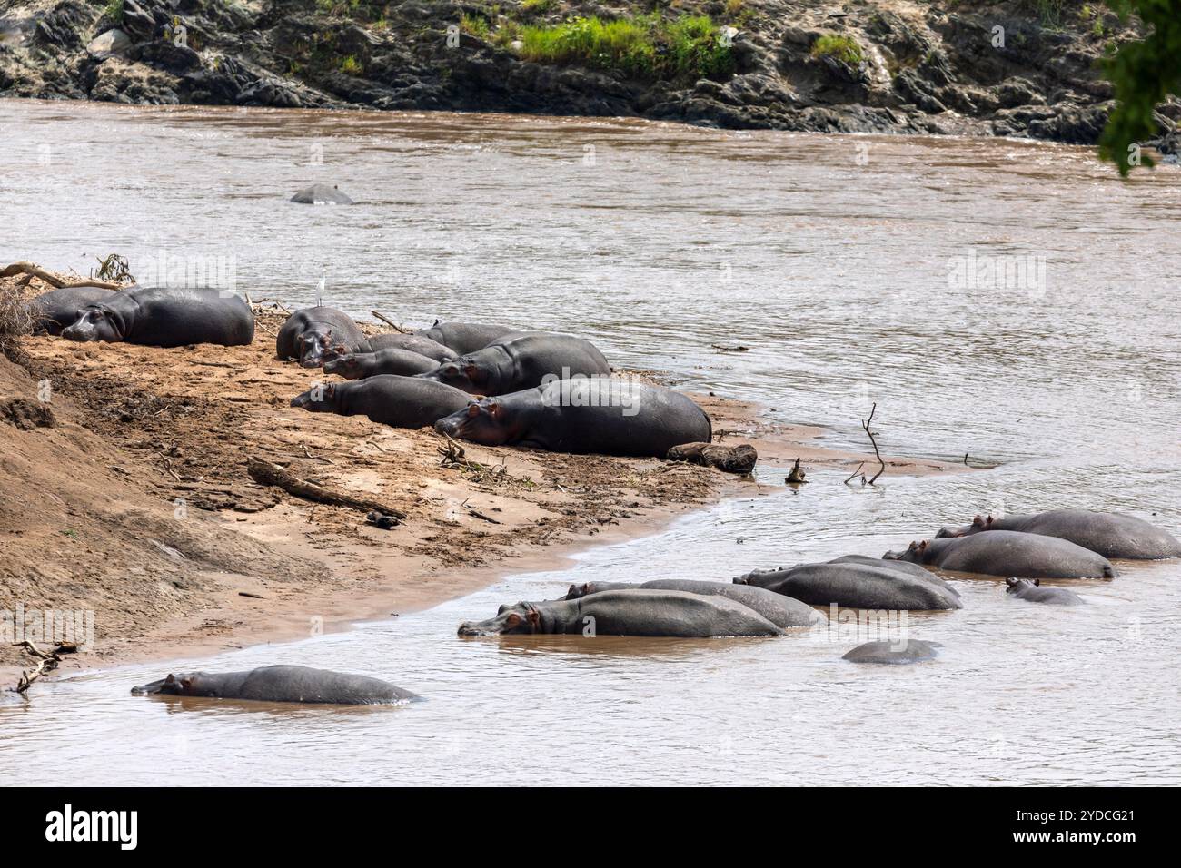 Hippopotamus amphibius mud hi-res stock photography and images - Alamy