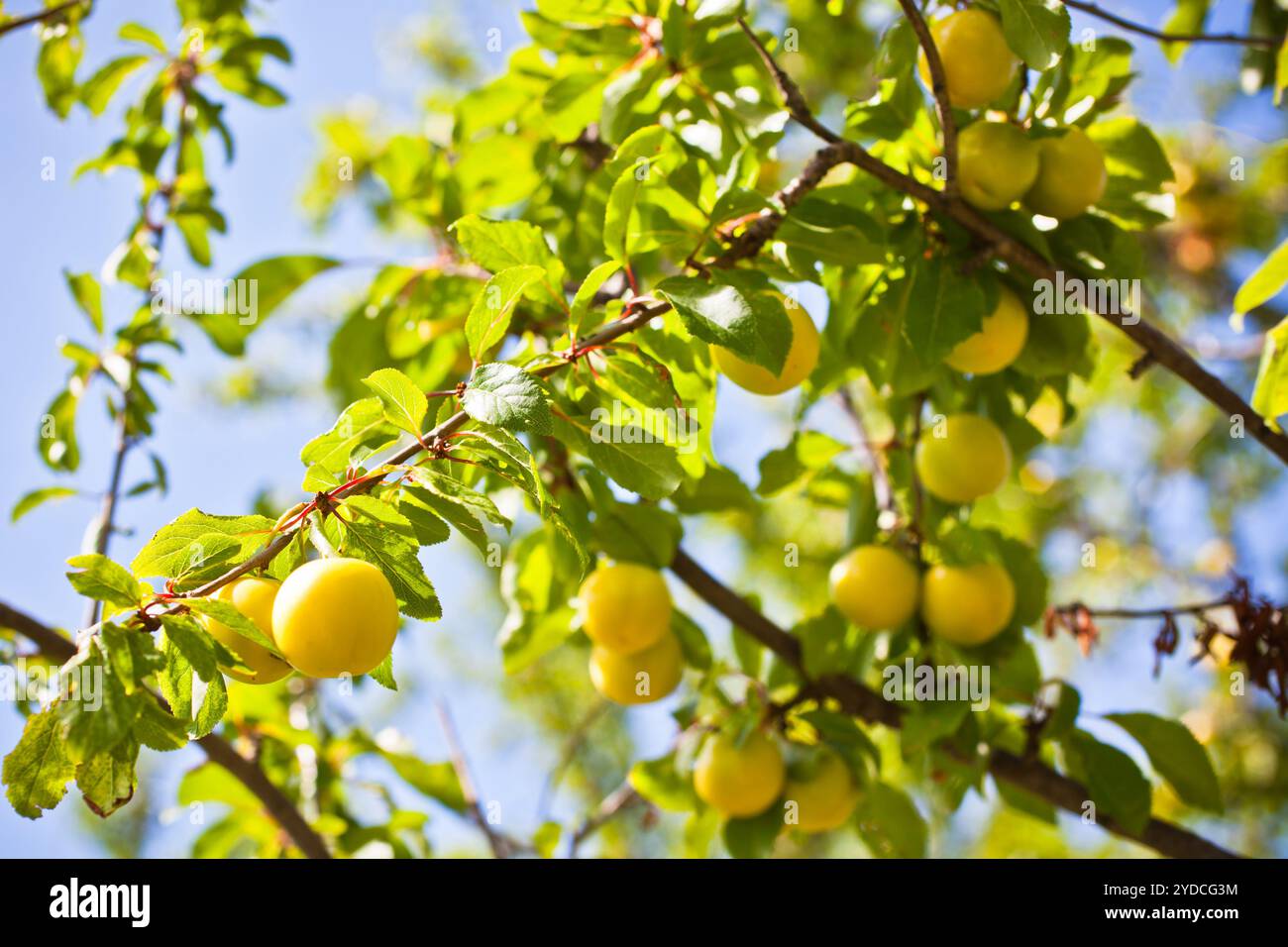 Prune branches hi-res stock photography and images - Alamy