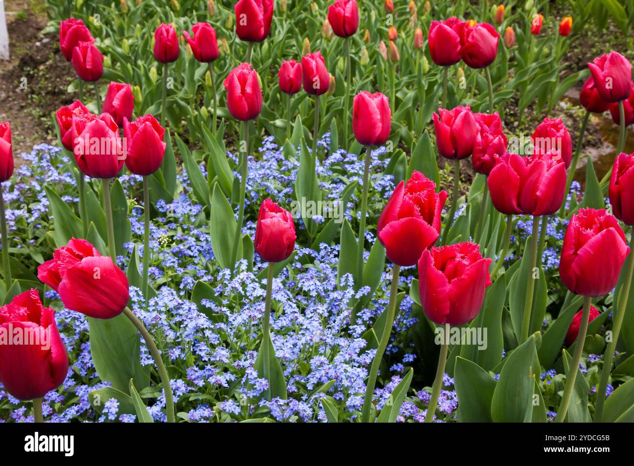The town of Tonami is one of the leading producers of tulip bulbs. The ...