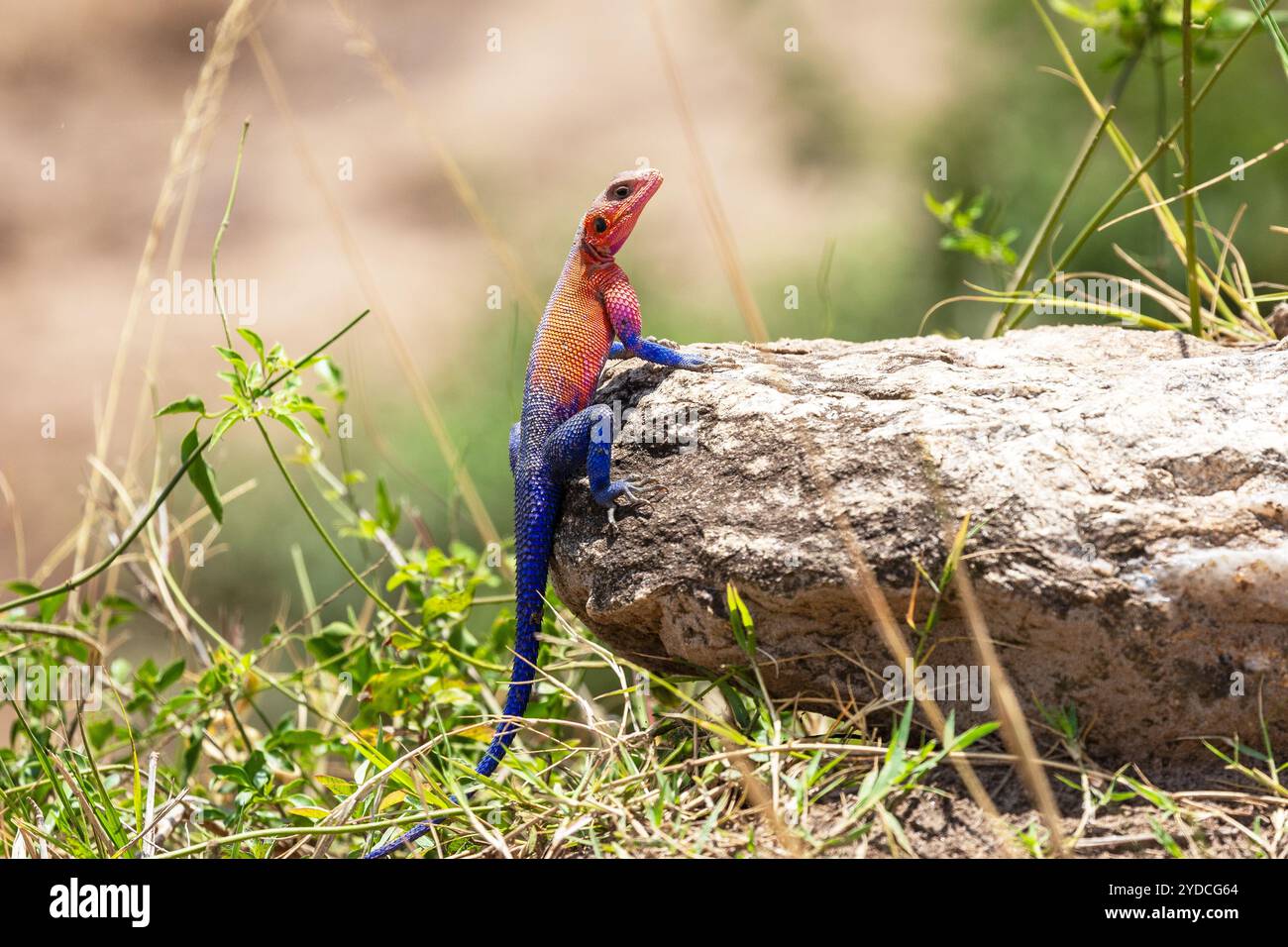 Orange headed Agami lizard, resting on a rock, Masai Mara, kenya ...
