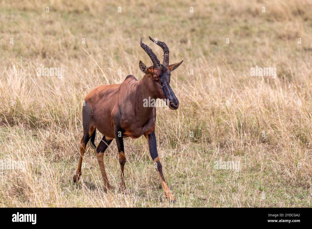 Hartebeest antelope hi-res stock photography and images - Alamy