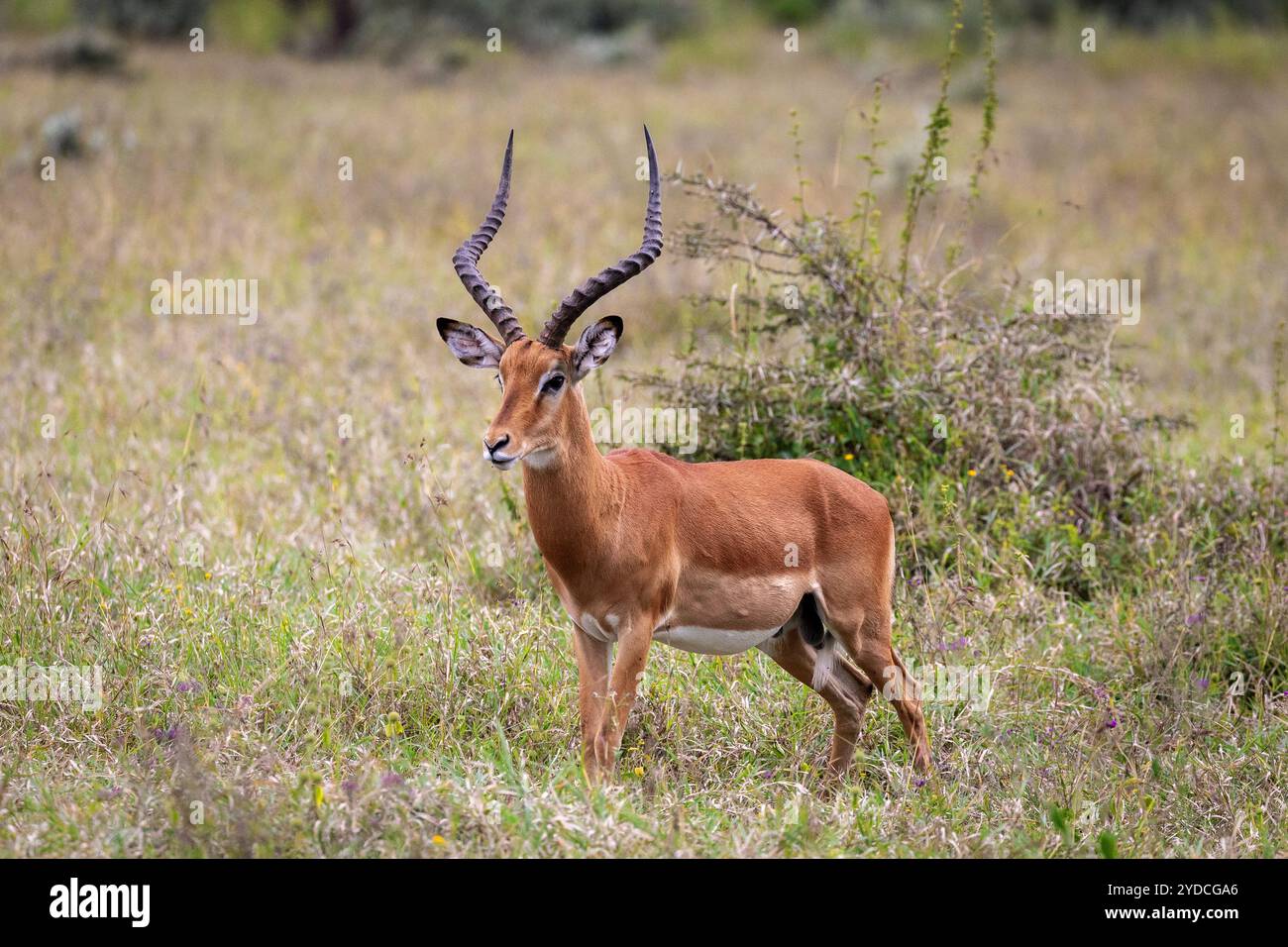 One of the most common antelopes, impala are a medium-sized antelope ...