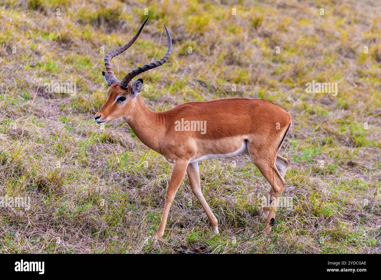 One of the most common antelopes, impala are a medium-sized antelope species with a long neck ...
