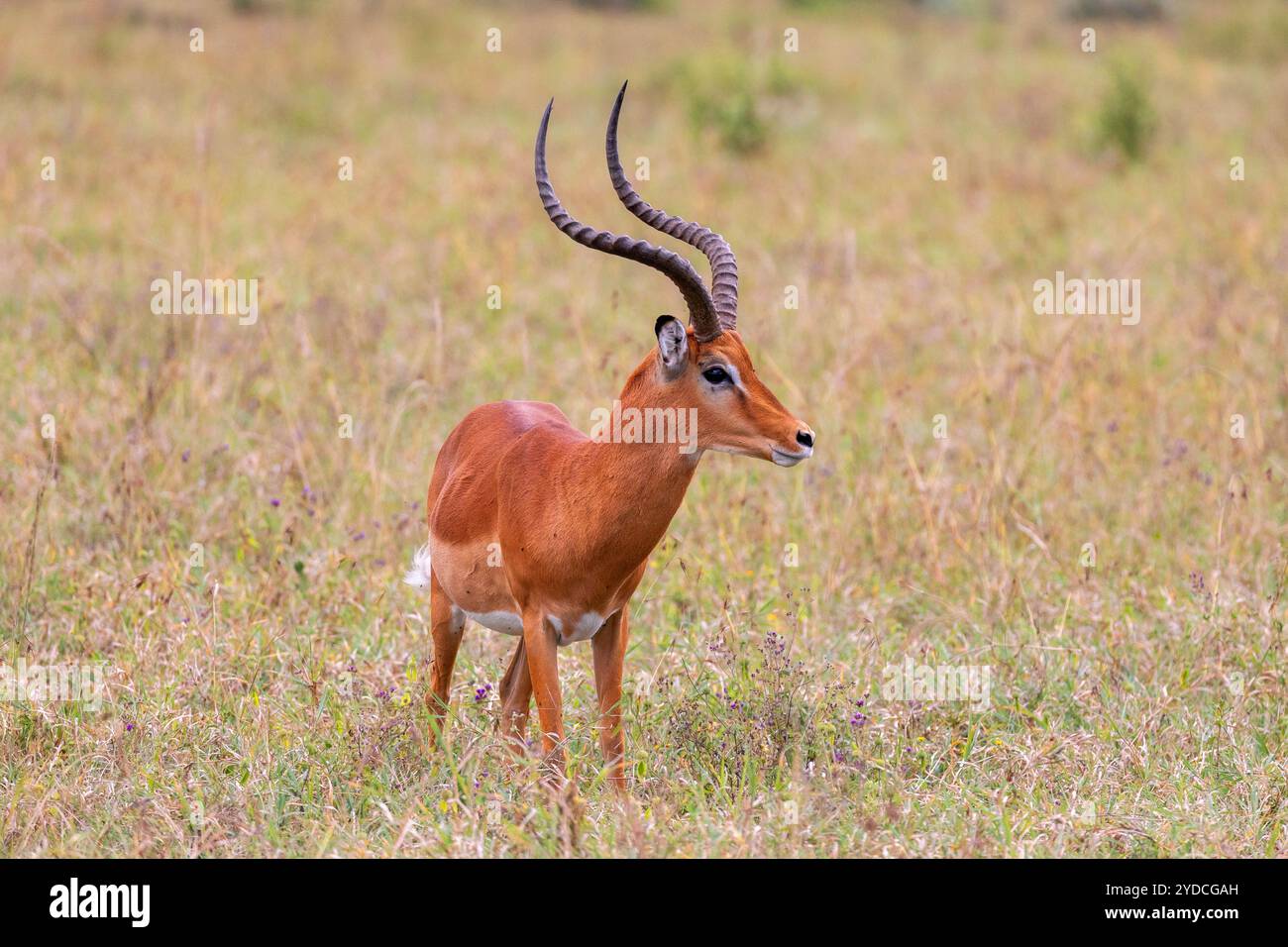 One of the most common antelopes, impala are a medium-sized antelope ...