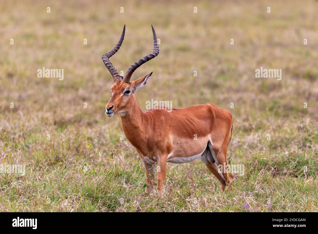 One of the most common antelopes, impala are a medium-sized antelope species with a long neck ...