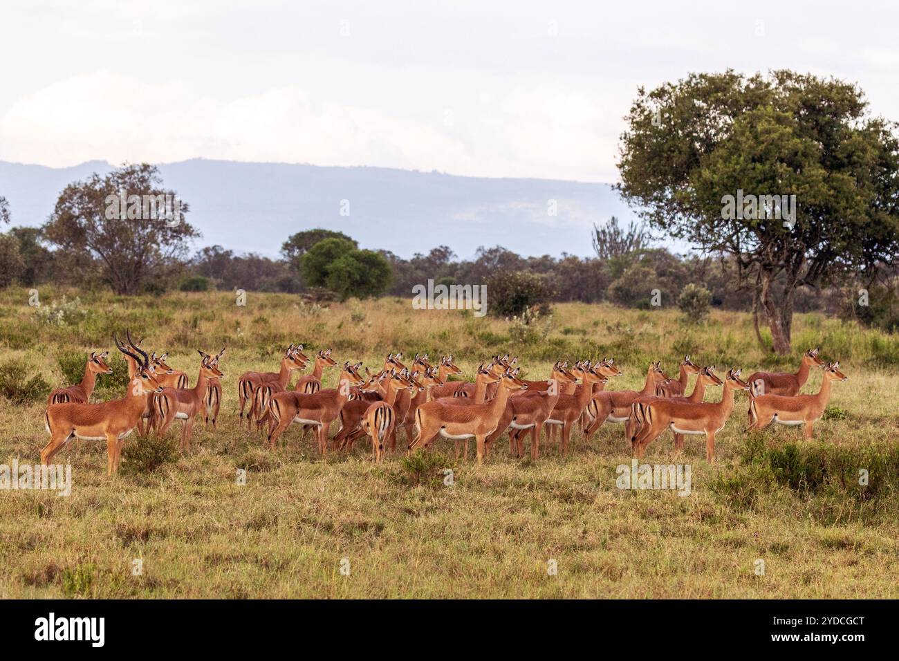 One of the most common antelopes, impala are a medium-sized antelope ...