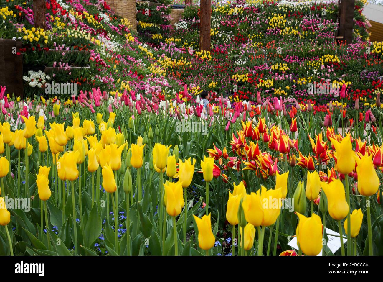 The town of Tonami is one of the leading producers of tulip bulbs. The ...
