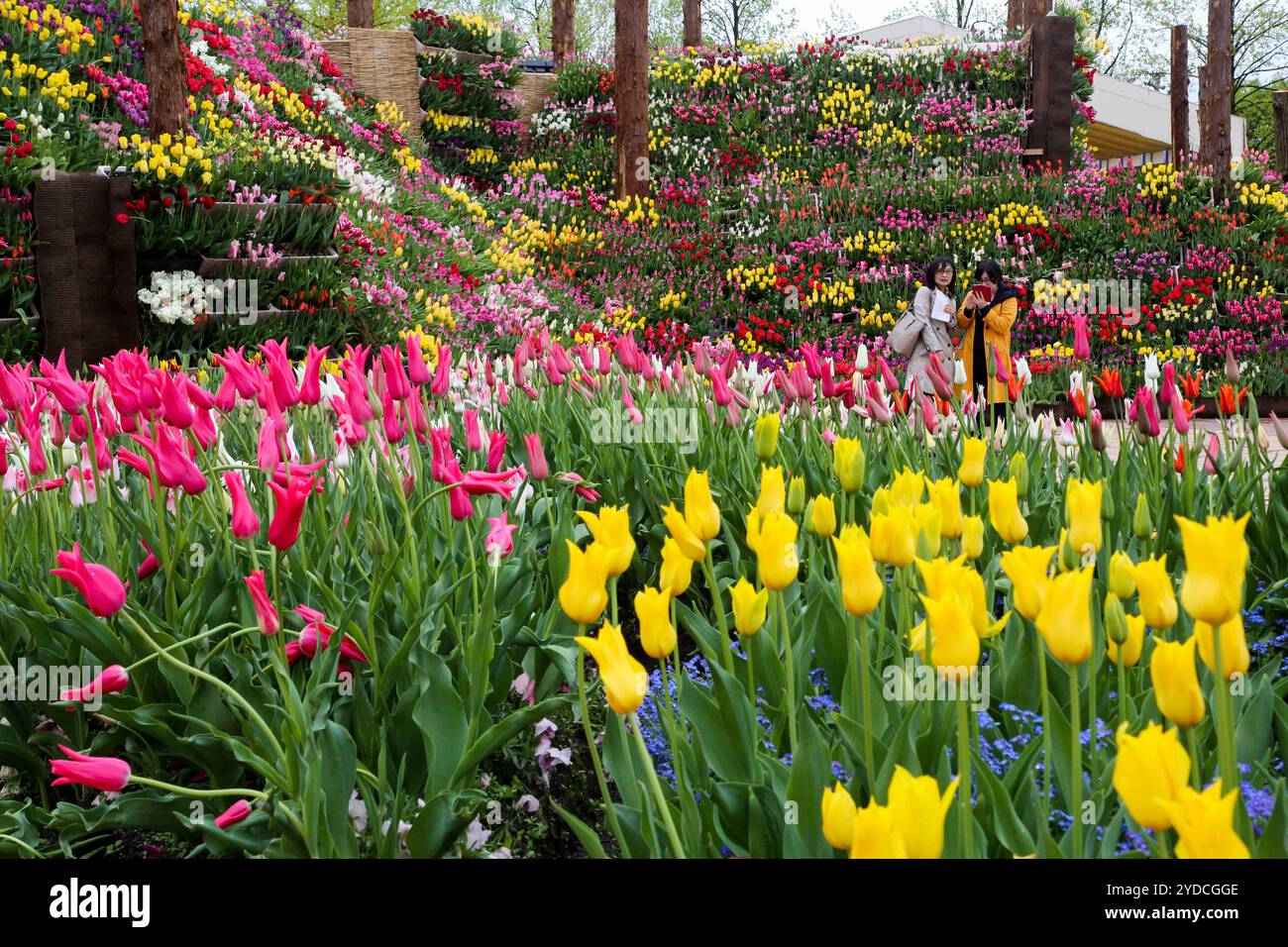 The town of Tonami is one of the leading producers of tulip bulbs. The ...