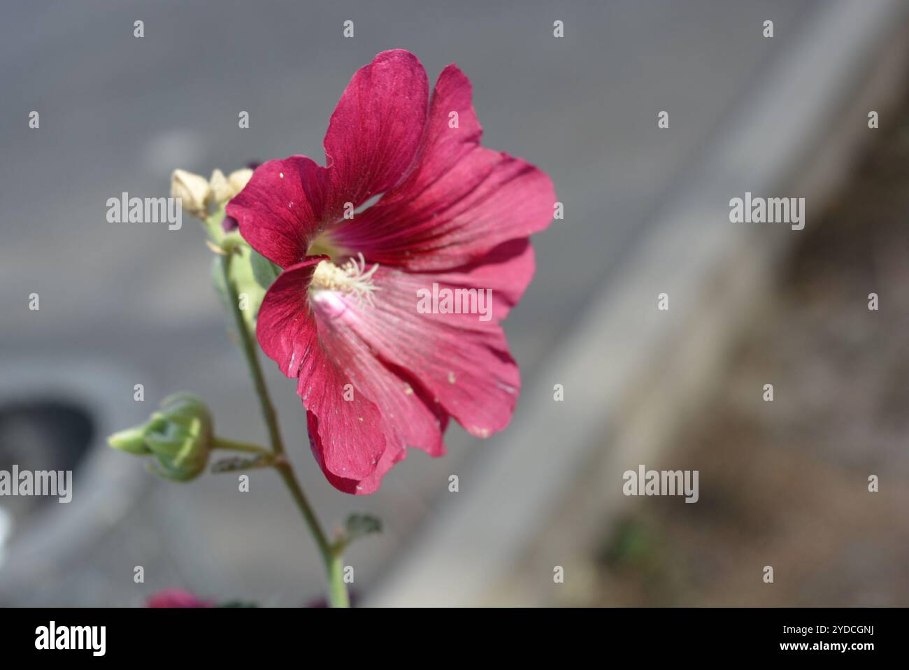 Beautiful, bright colorful nature. A large bud of pink flowers ...