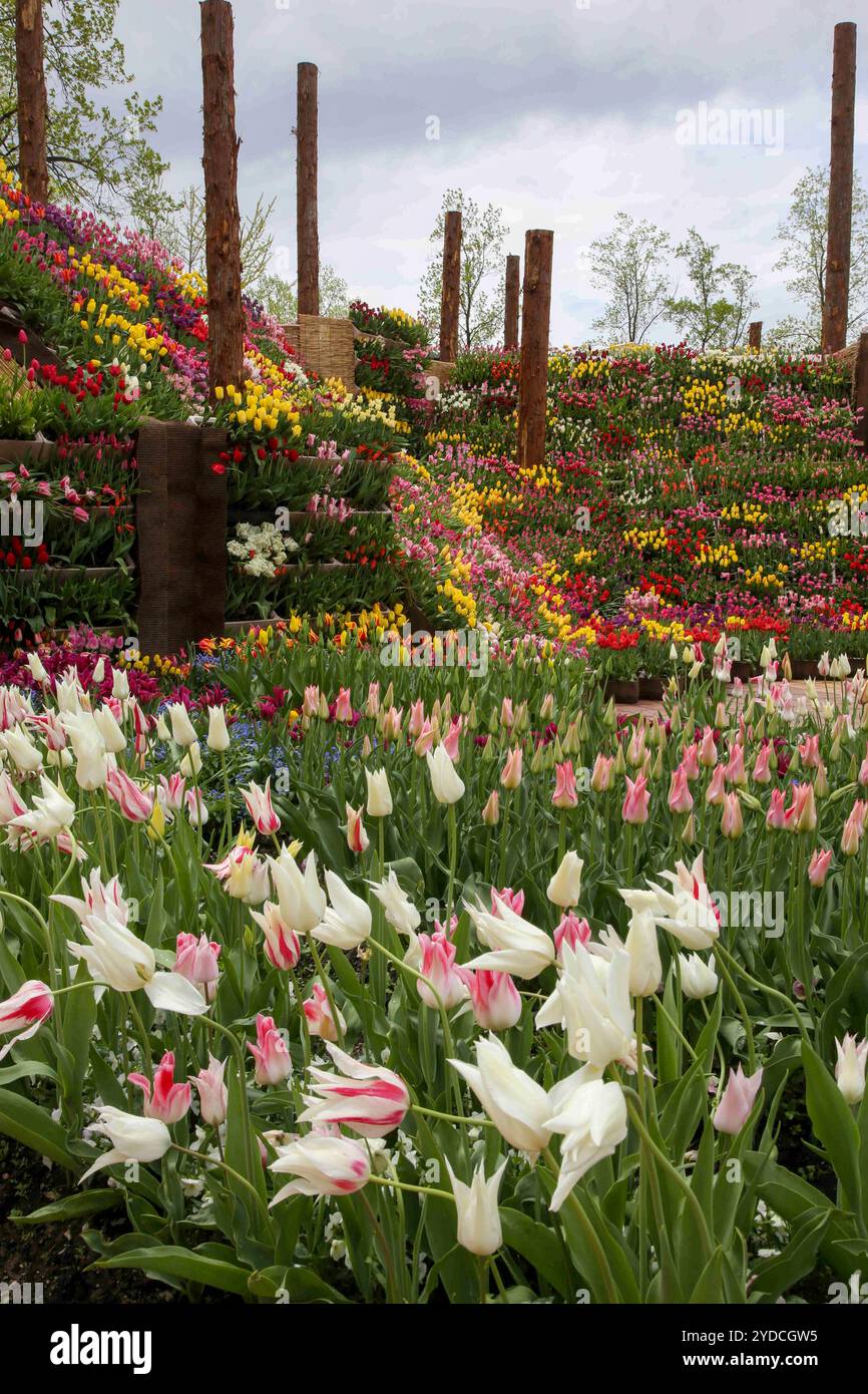 The town of Tonami is one of the leading producers of tulip bulbs. The ...