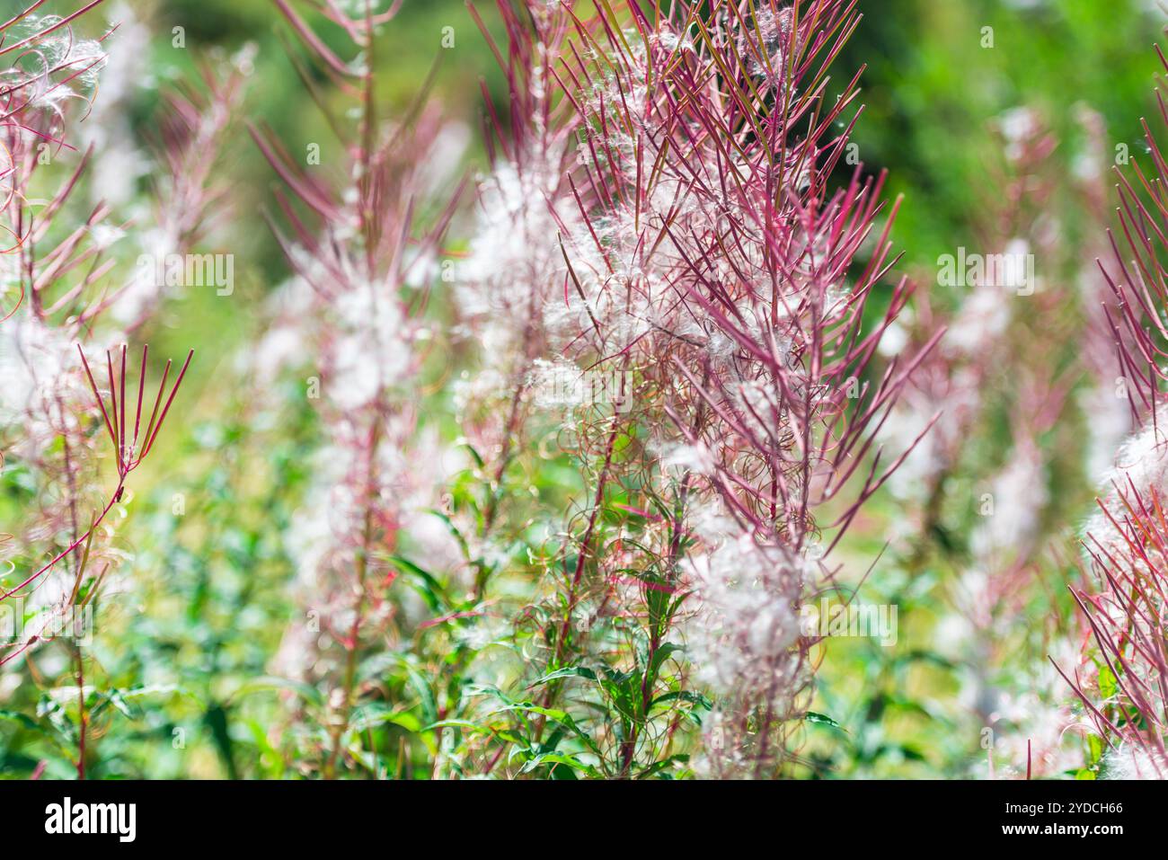 Fluffy pink fireweed flowers Stock Photo - Alamy