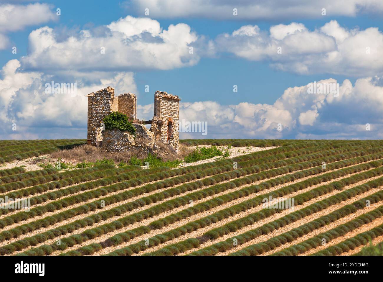 Stone house ruin in harvested lavender field Stock Photo - Alamy