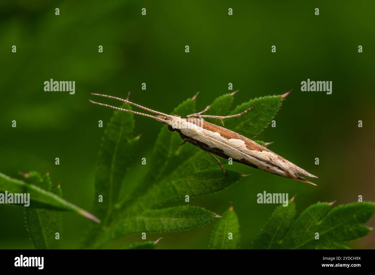Diamondback moth hi-res stock photography and images - Alamy