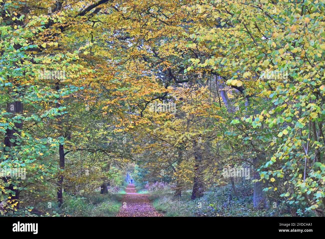 Autumnal foliage at Howe Park Wood in Milton Keynes Stock Photo - Alamy