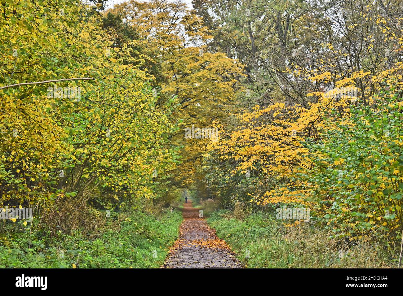 Autumnal foliage at Howe Park Wood in Milton Keynes Stock Photo - Alamy