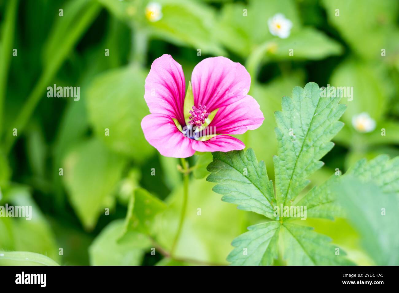 Funnel mallow detail of pink blossom Stock Photo - Alamy