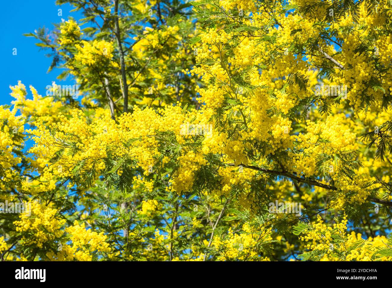 Acacia mimosa trees in hi-res stock photography and images - Alamy
