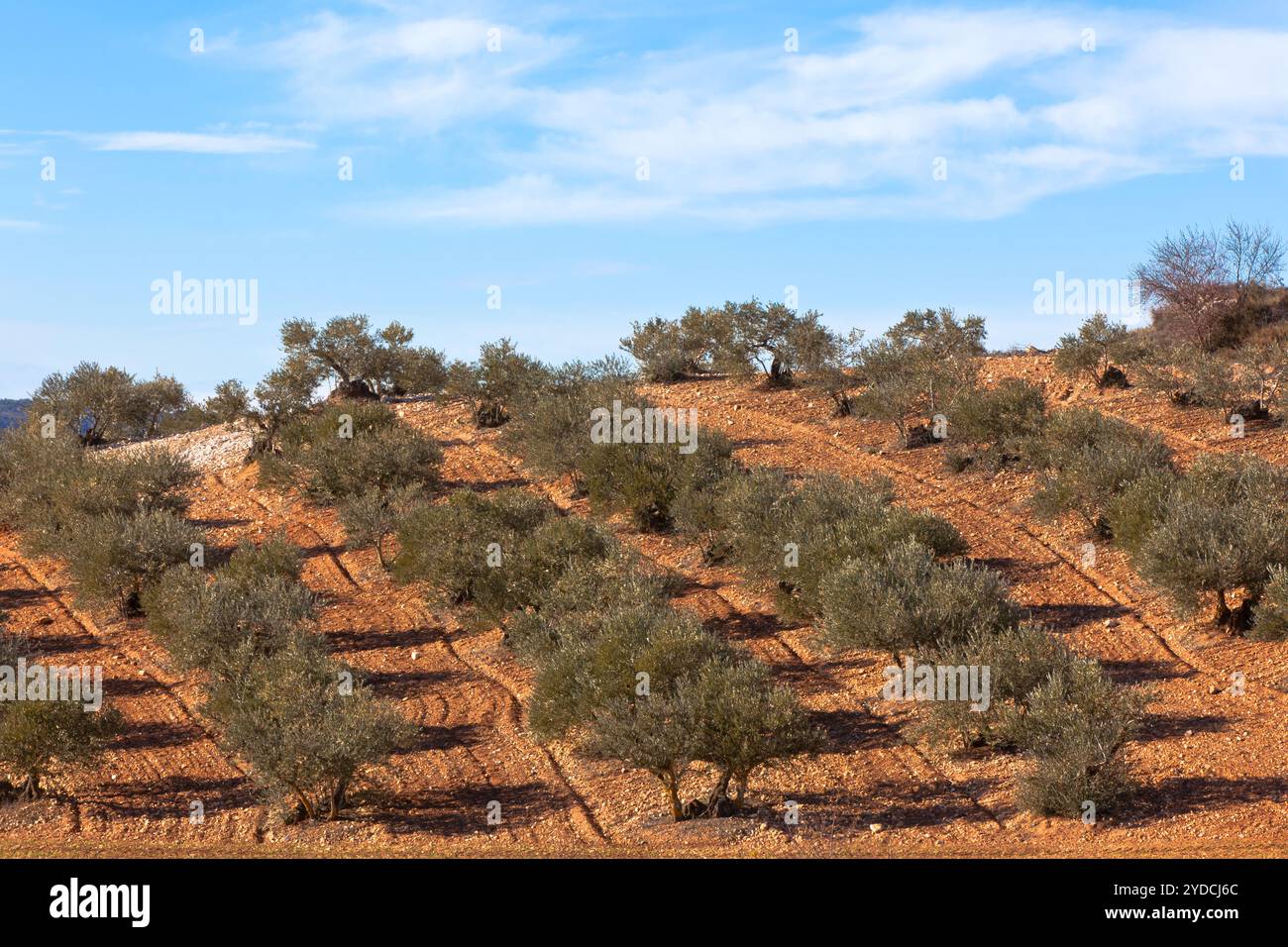 Olive trees plantation Stock Photo - Alamy