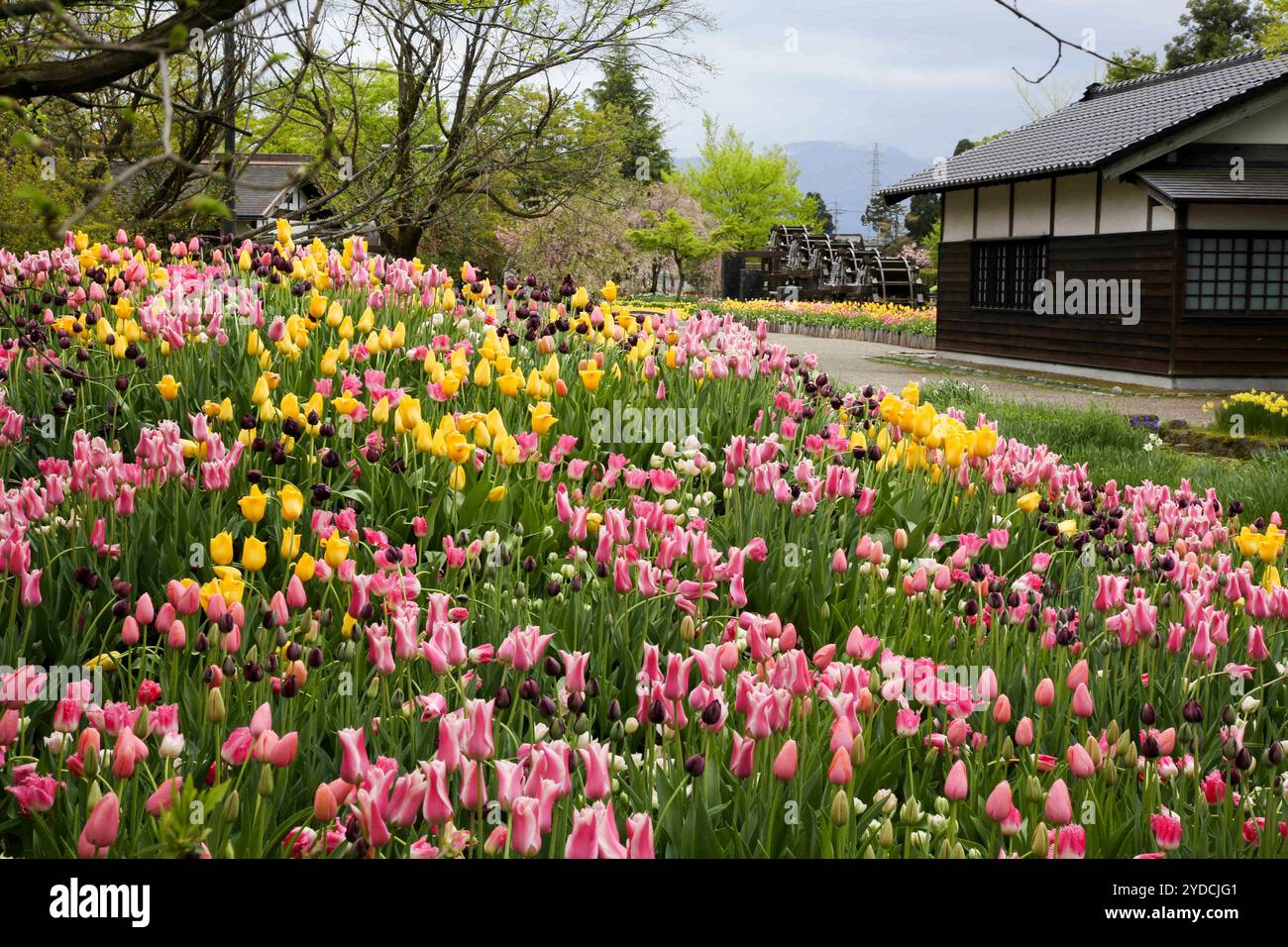 The town of Tonami is one of the leading producers of tulip bulbs. The ...