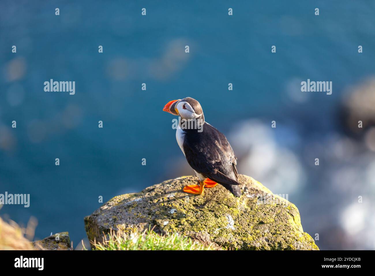 Icelandic puffin bird standing hi-res stock photography and images - Alamy
