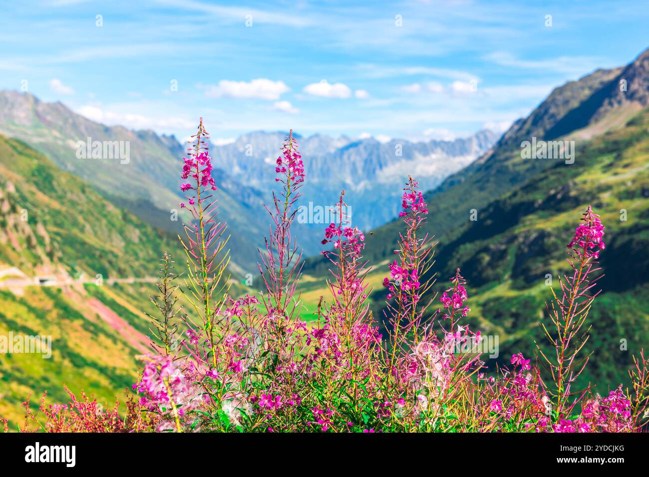 Swiss wild flowers hi-res stock photography and images - Alamy