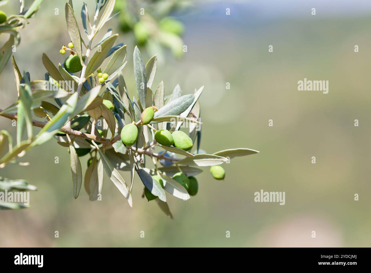 Olive tree banch Stock Photo - Alamy