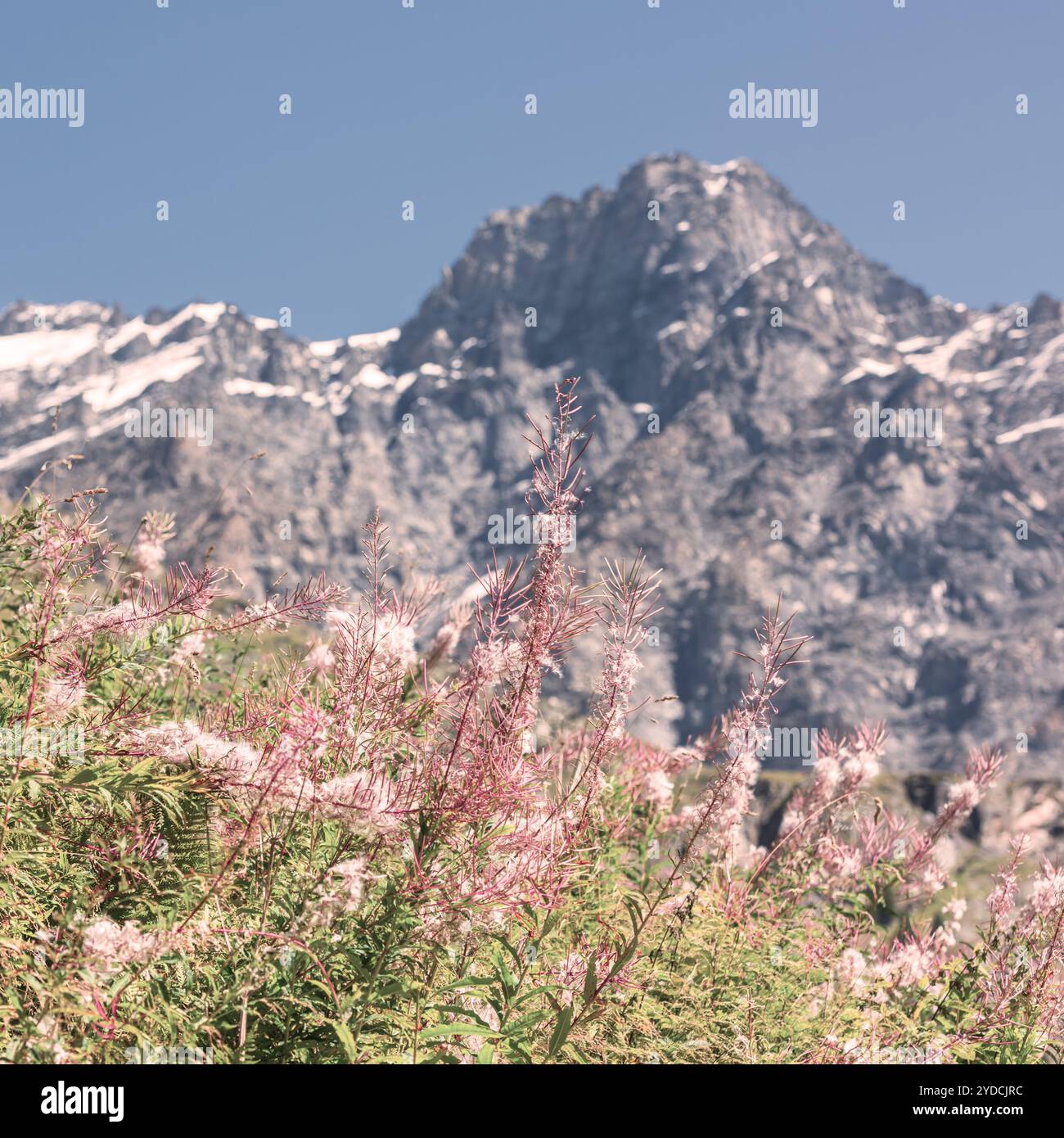 Swiss alps spring flowers hi-res stock photography and images - Alamy