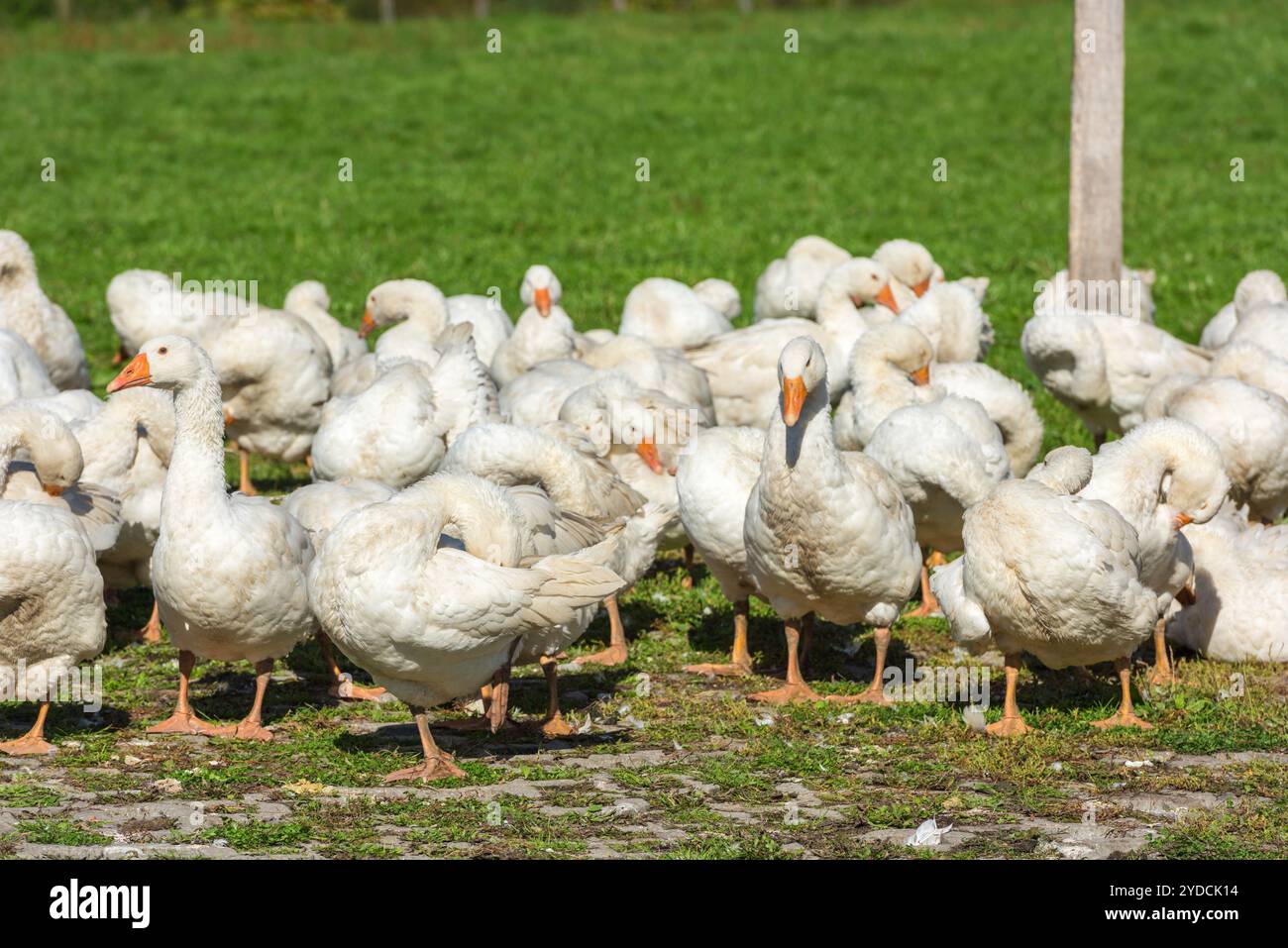 Gaggle geese bird hi-res stock photography and images - Alamy