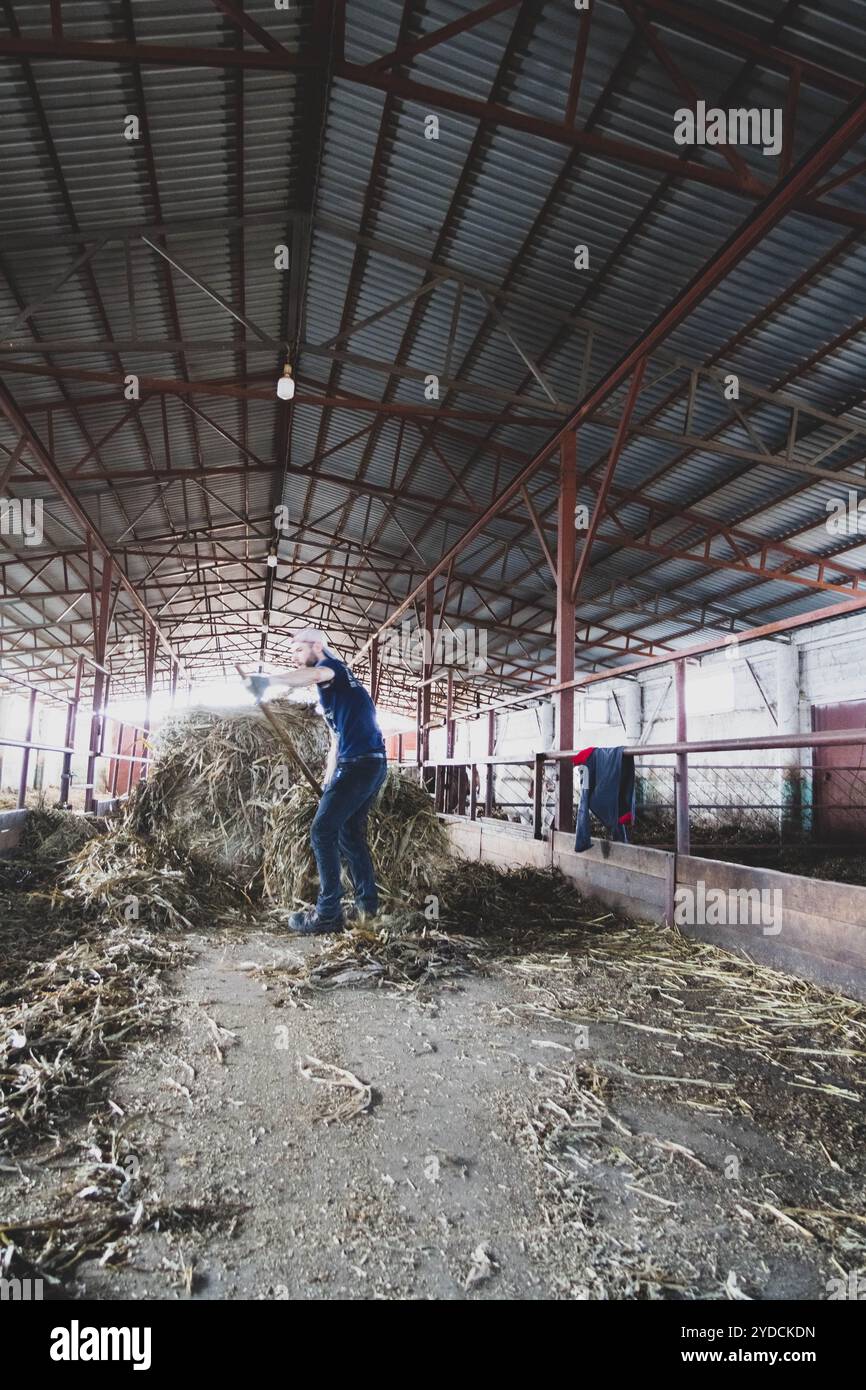 Farmer feeds cows. The process of feeding animals on a farm. Dairy ...