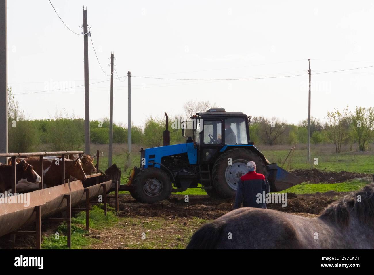 Farmer feeds cows. The process of feeding animals on a farm. Dairy ...