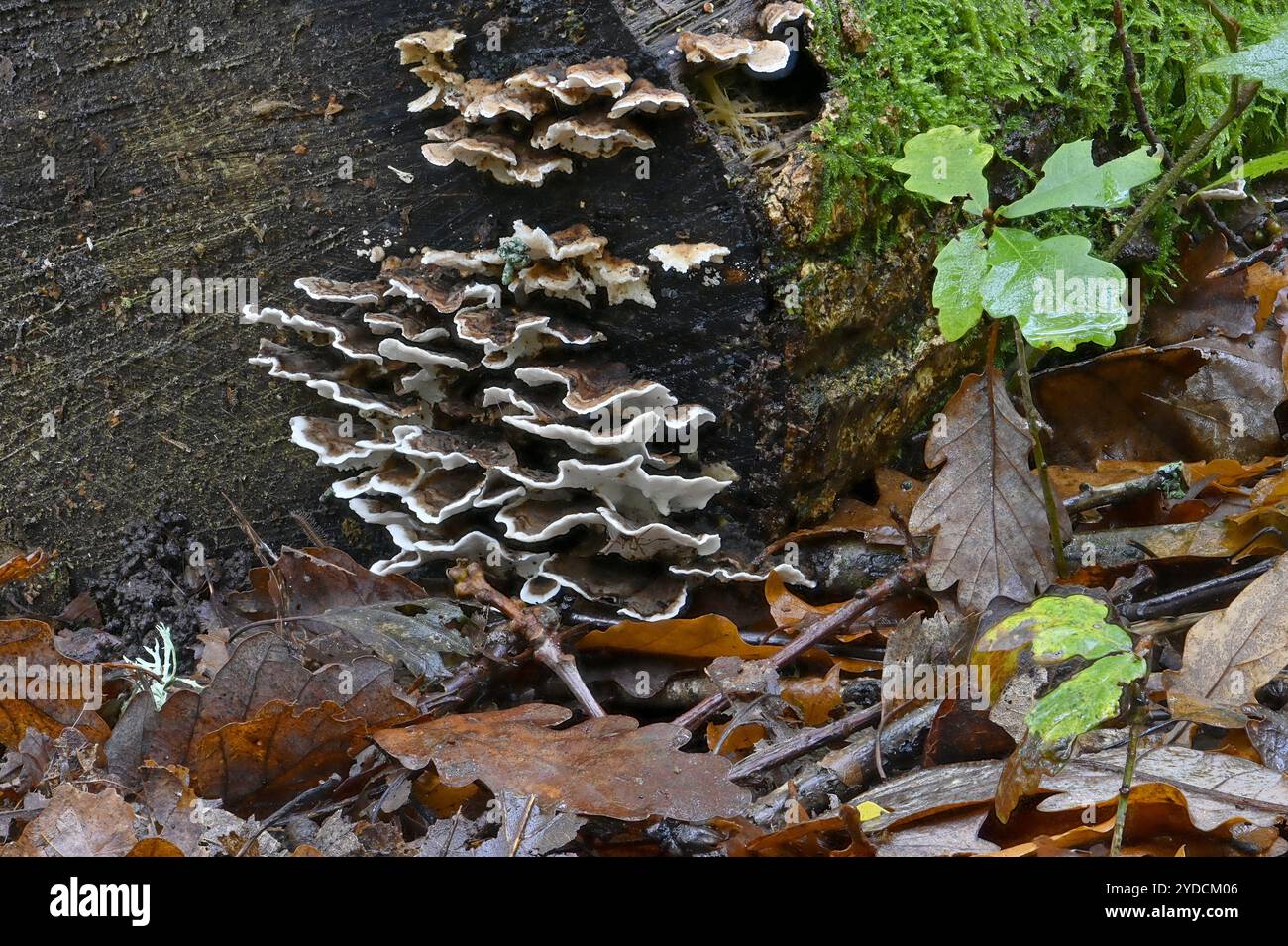 Turkey Tail Fungus (Trametes versicolor) bracket fungus growing on dead ...
