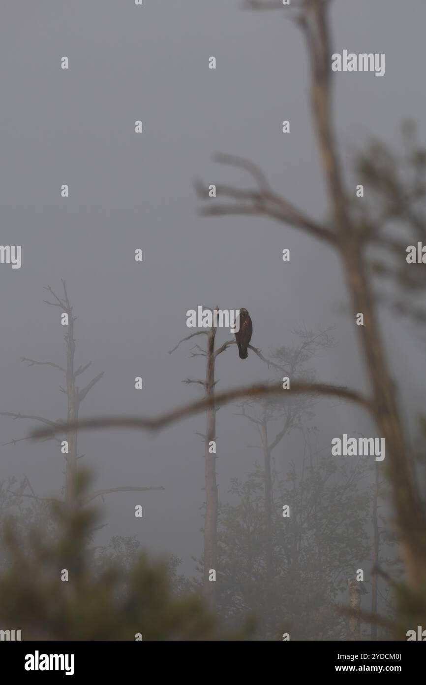Buzzard in dead tree hi-res stock photography and images - Alamy