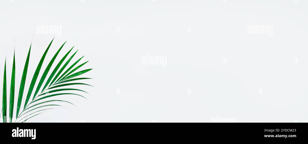 Minimal natural background with green houseplant Stock Photo - Alamy