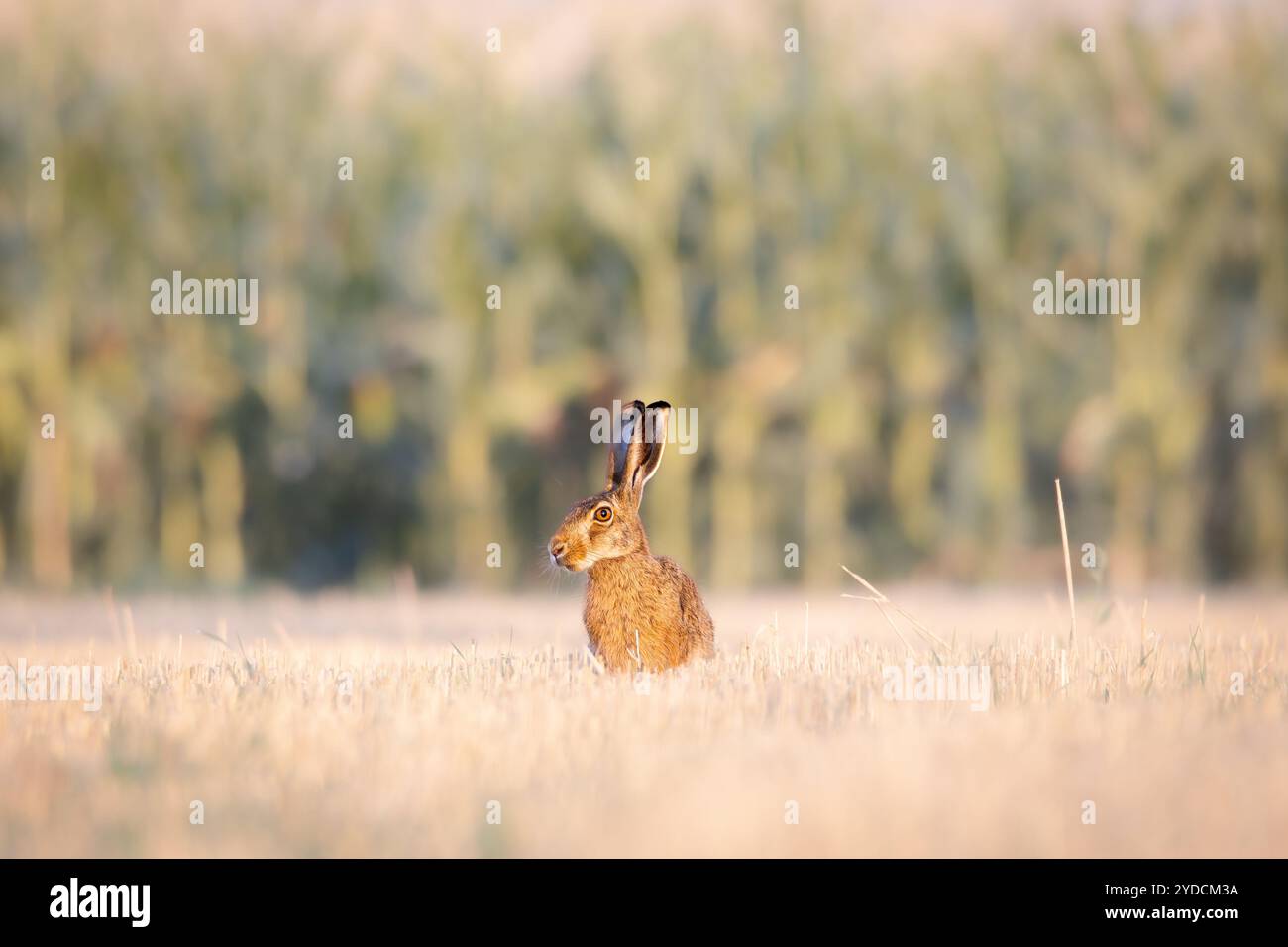 Hare field hi-res stock photography and images - Alamy
