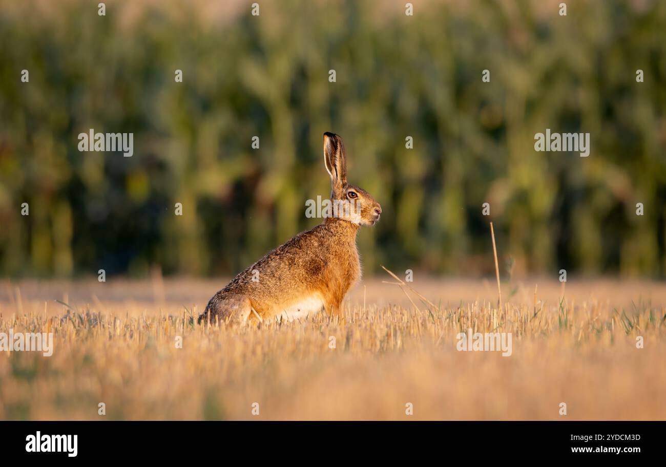 Field hare in the field, portrait Stock Photo - Alamy
