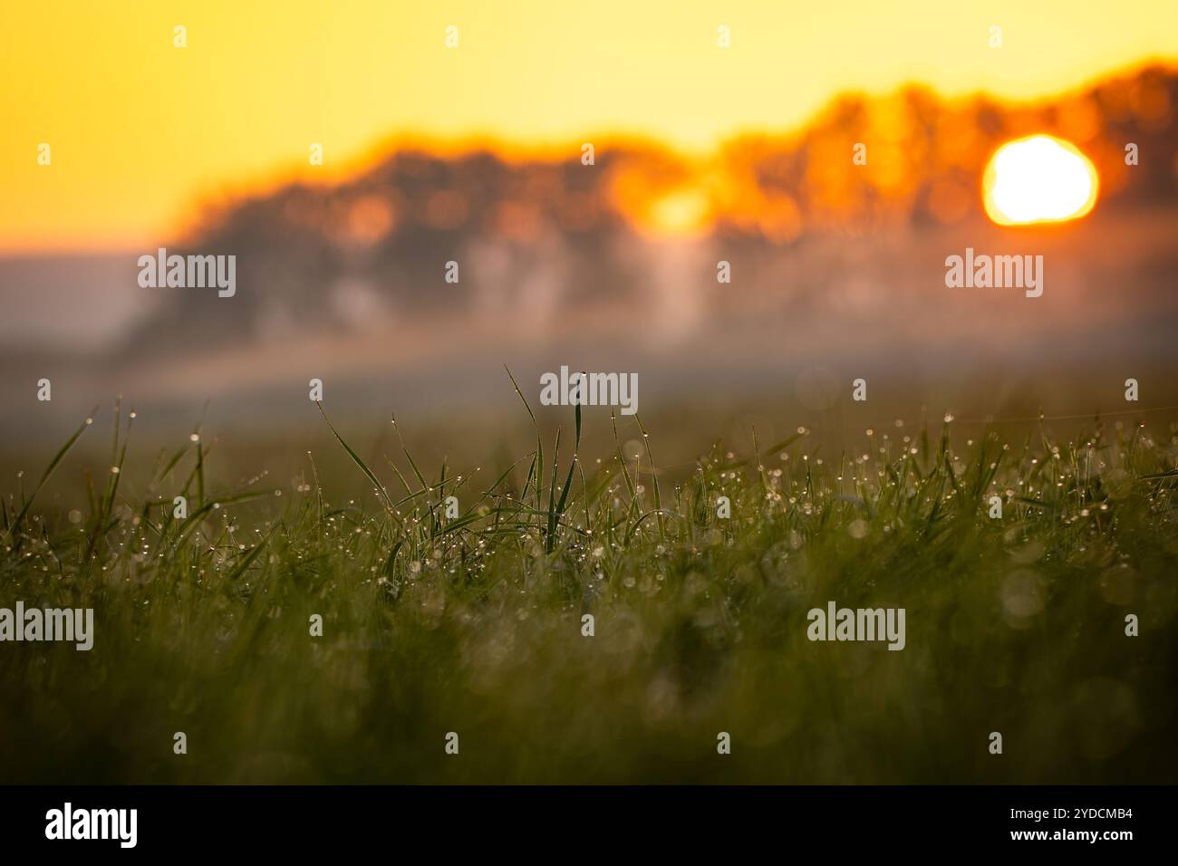 Sunrise With Fog And Dew On The Meadow Stock Photo - Alamy