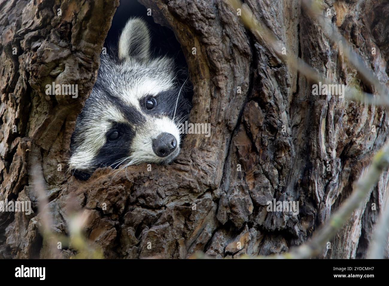 Hiding in cave hi-res stock photography and images - Alamy