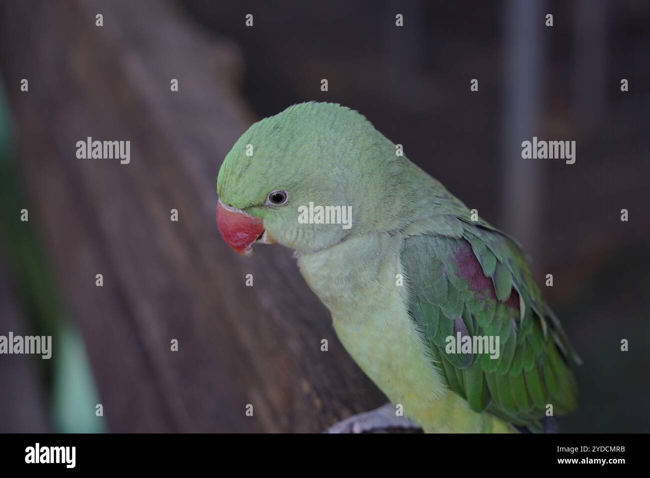 The rose-ringed parakeet (Psittacula krameri), also known as the ring ...