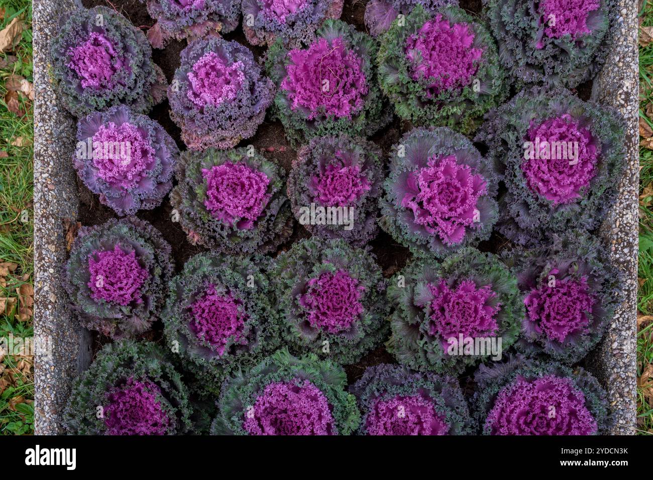 Ornamental cabbage many plants Stock Photo - Alamy