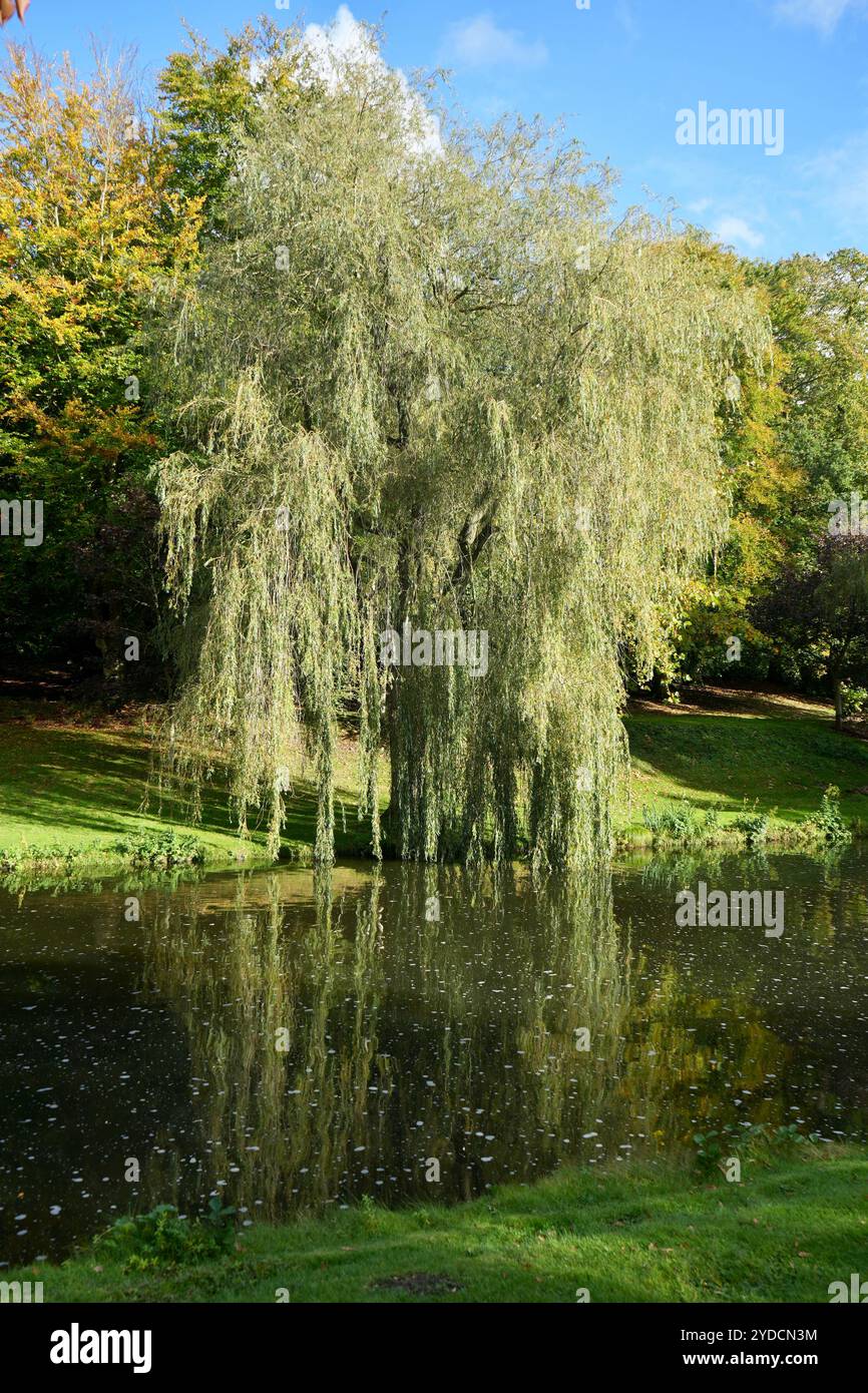 Beautiful Weeping Willow Tree reflected in a lake in The English ...