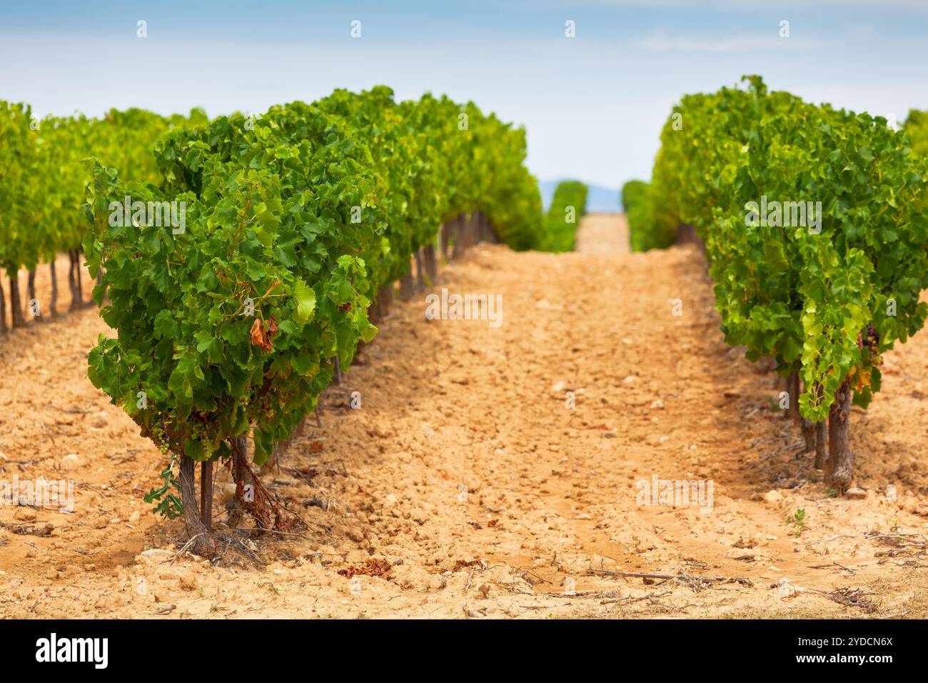 Horizontal vine hi-res stock photography and images - Alamy