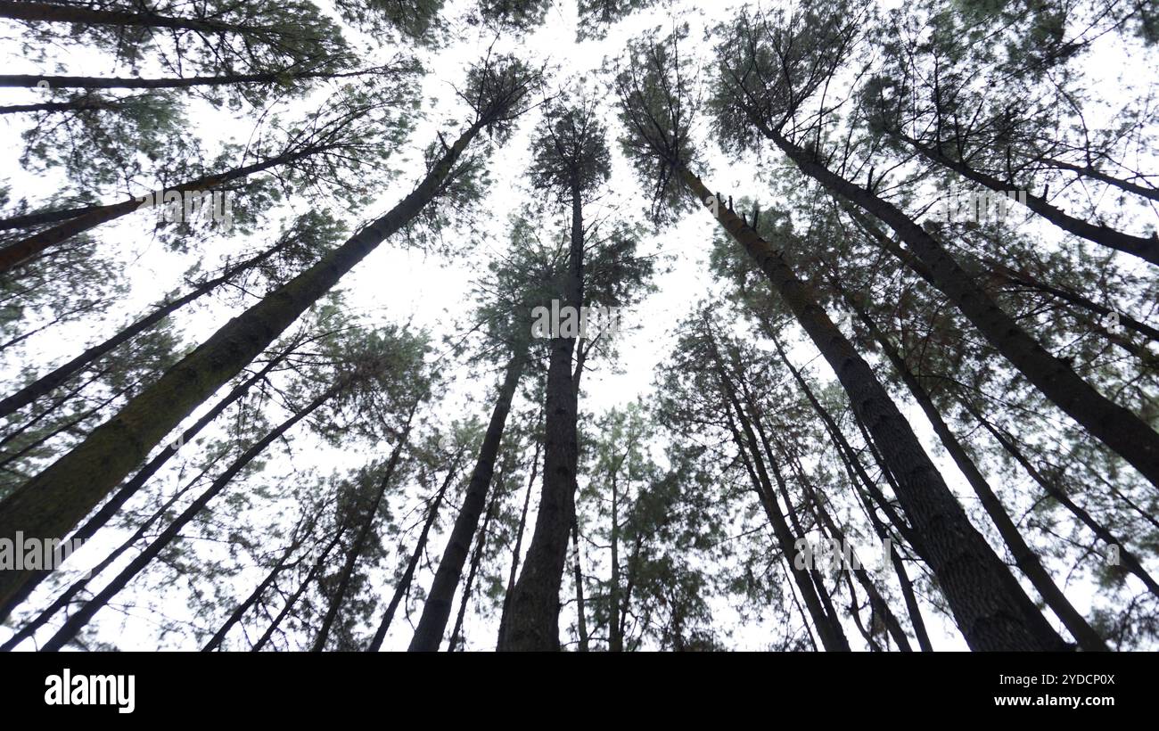 Beautiful gorgeous High Green Trees looking up, shot in beautiful broad ...