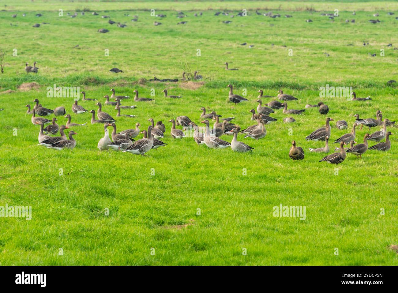 Lots of wild geese searching food on the meadow Stock Photo - Alamy